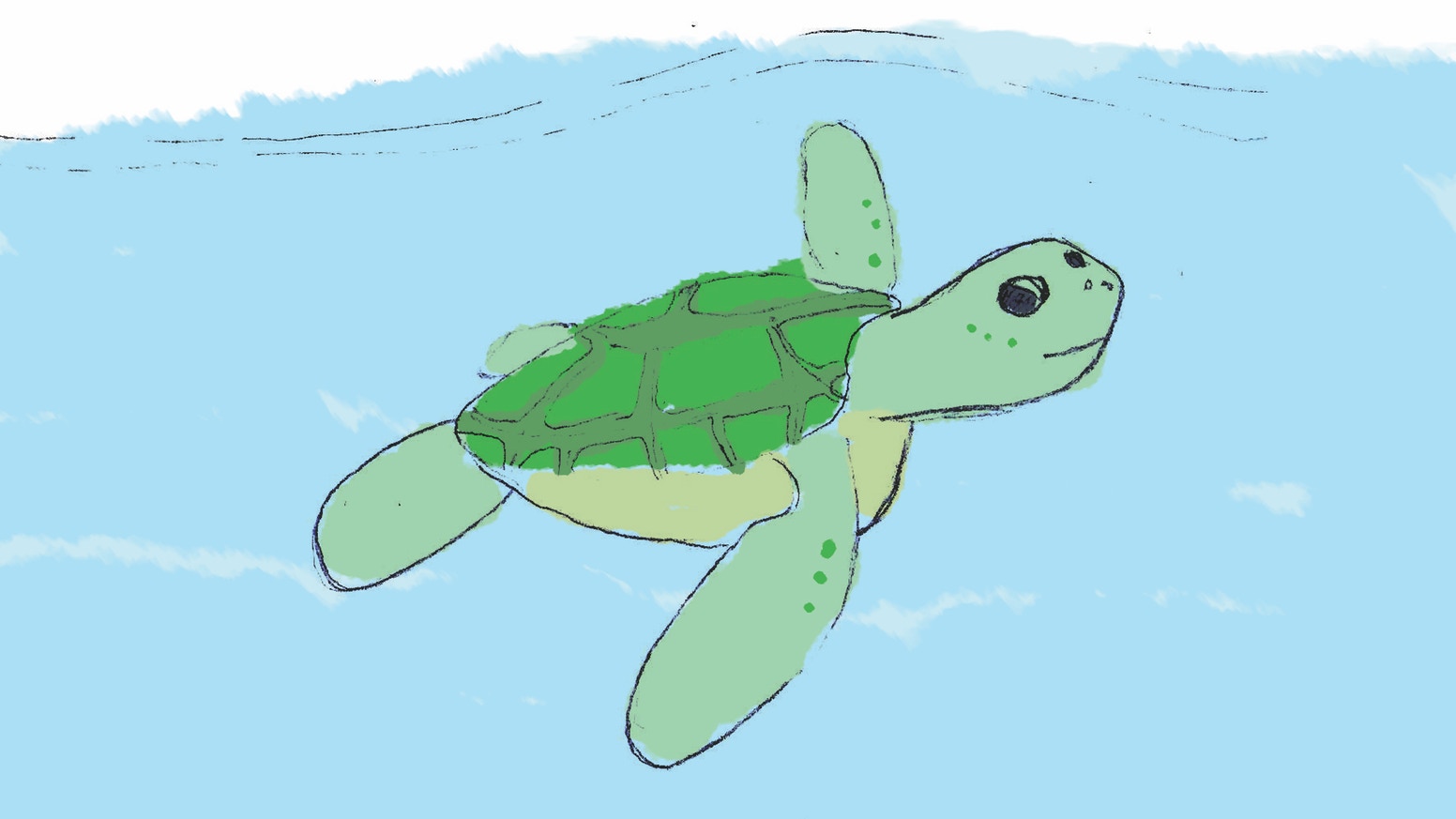 Bayshore has successfully backed children's book "Myrtle the Turtle ...